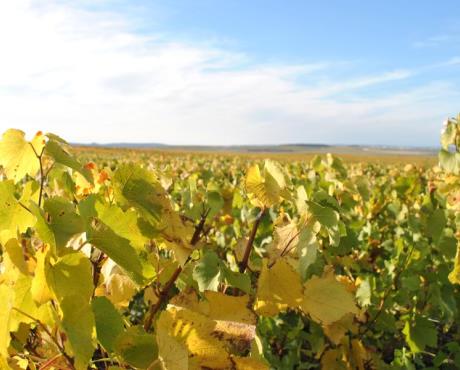 La Farm - Reims Tourisme